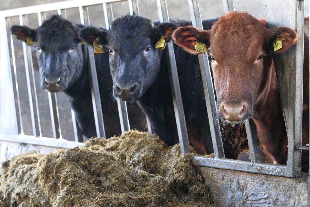 Beef and lamb | Ulster Farmers Union