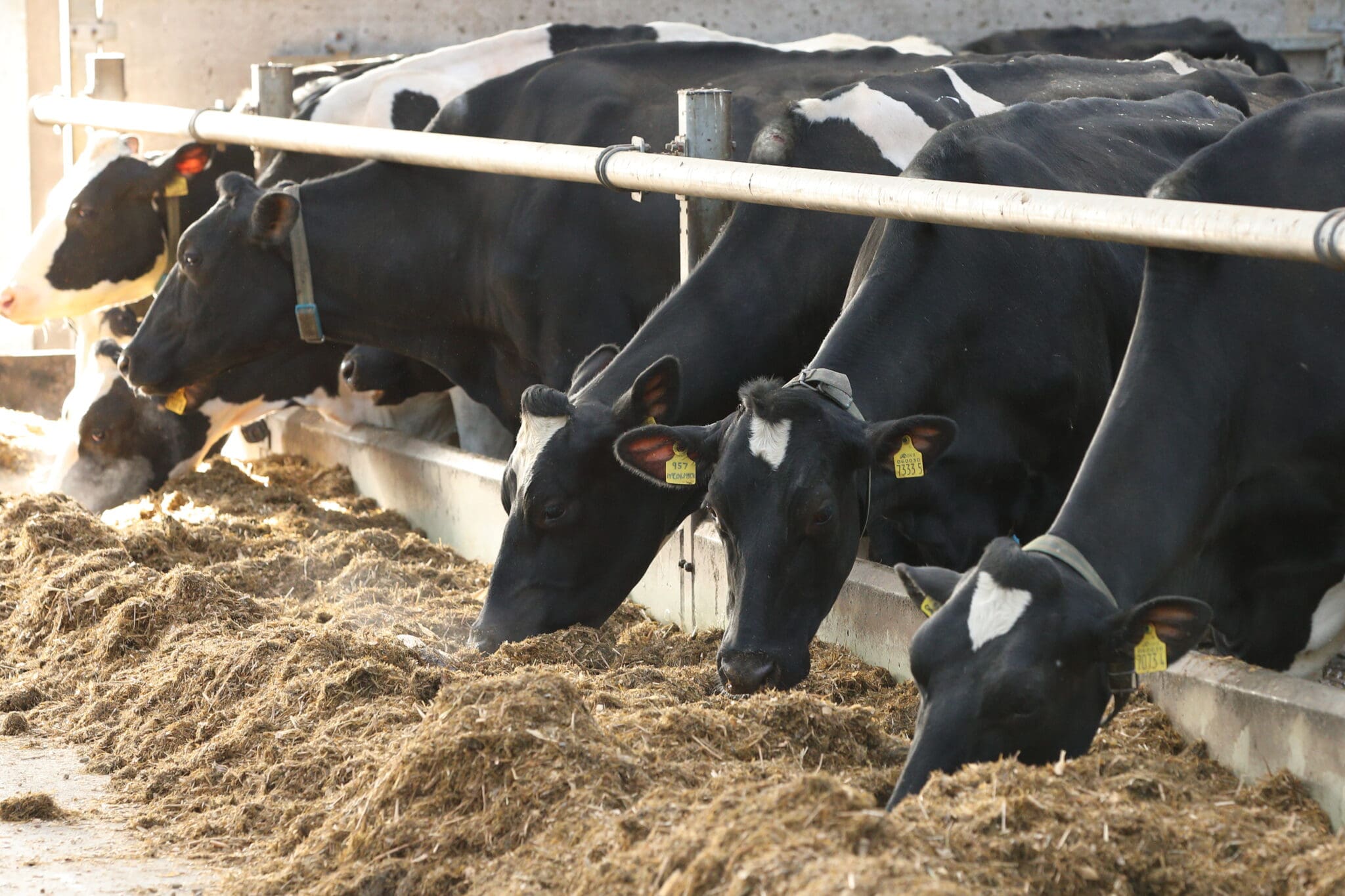 Dairy | Ulster Farmers Union