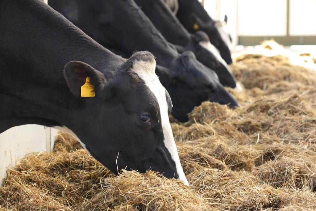 Dairy farmers feeling the pinch this winter | Ulster Farmers Union