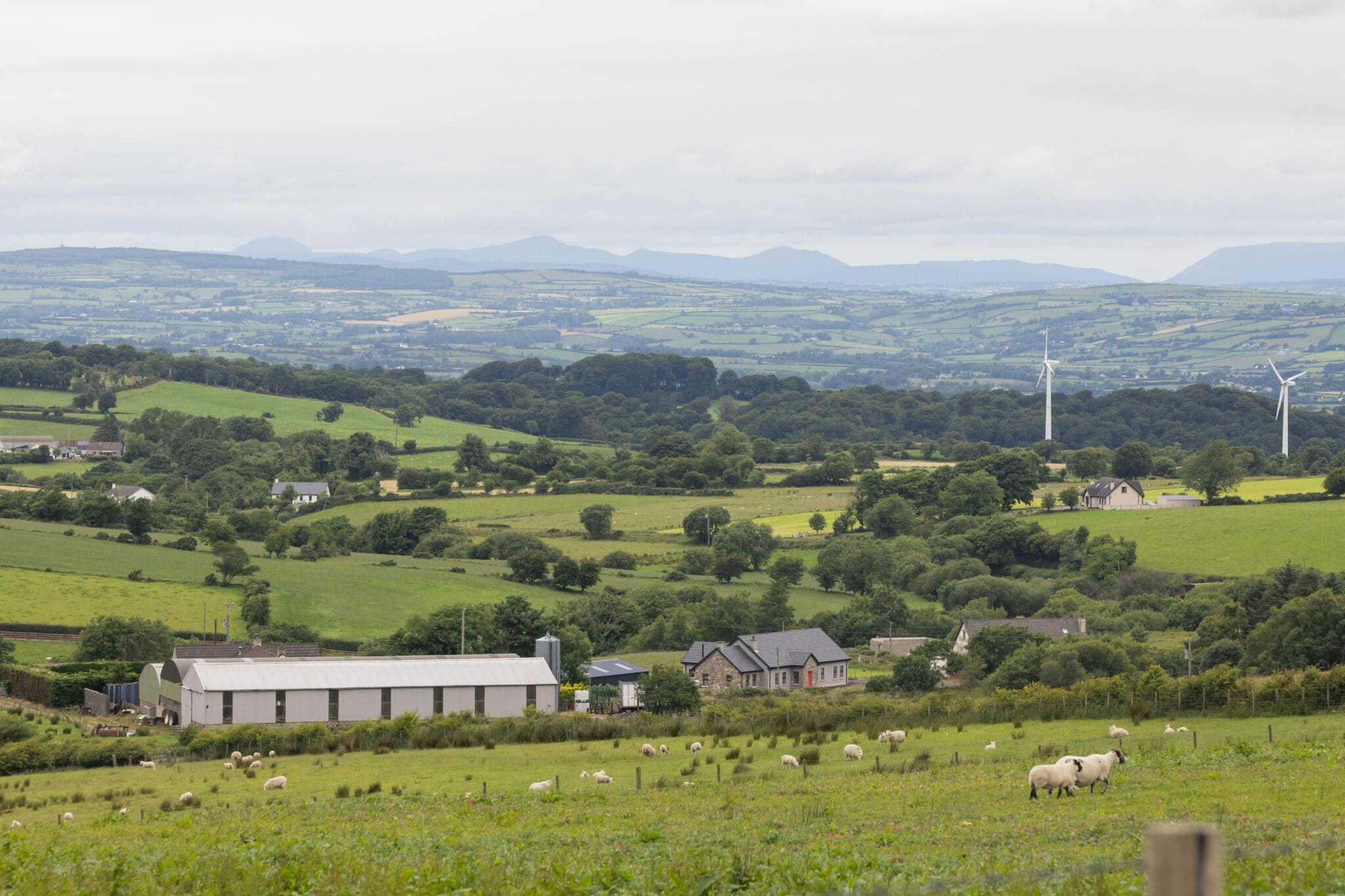 Sheep farming in NI | Ulster Farmers Union